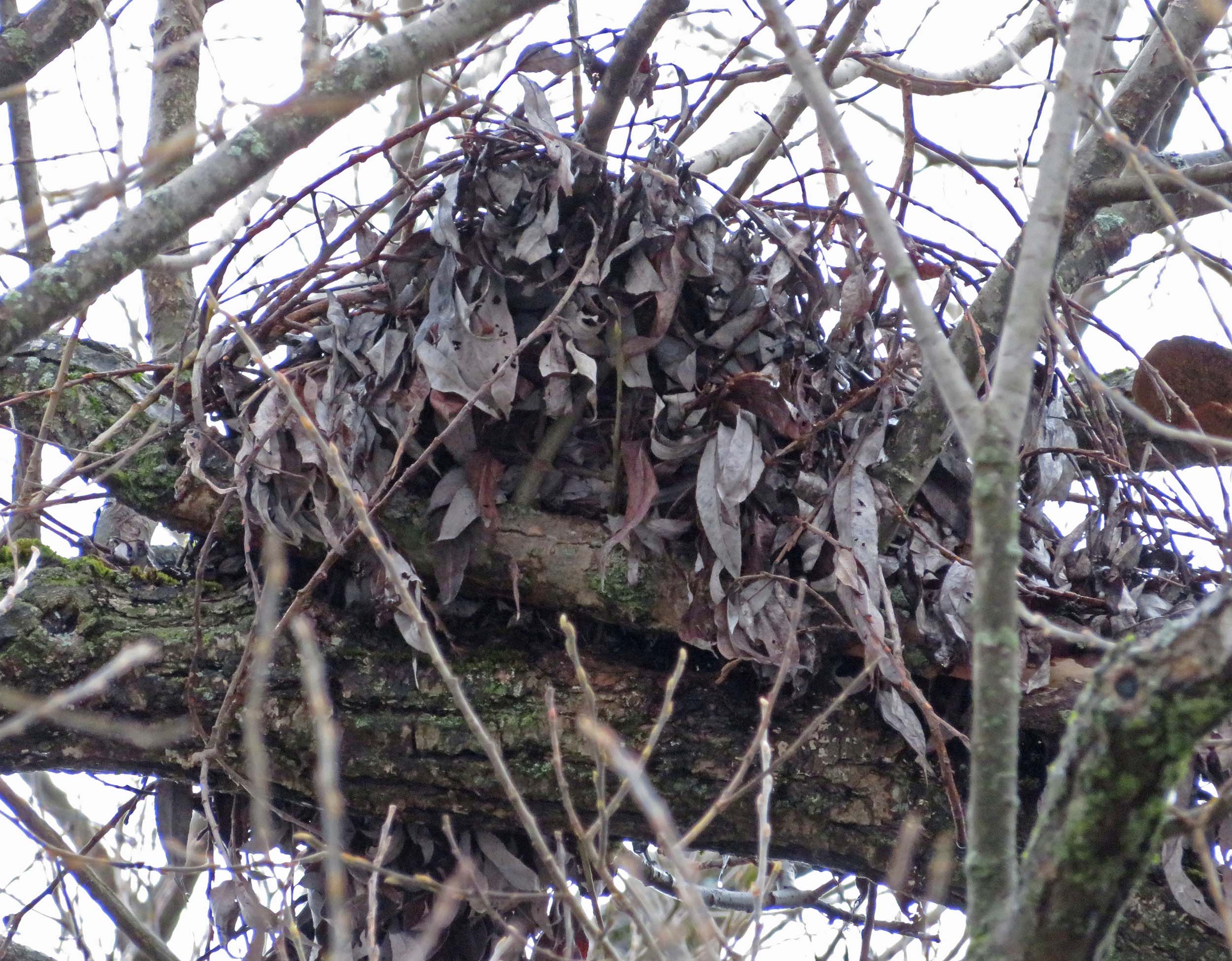 Squirrel Nests – Linda J. Spielman Squirrel Nests – Linda J. Spielman